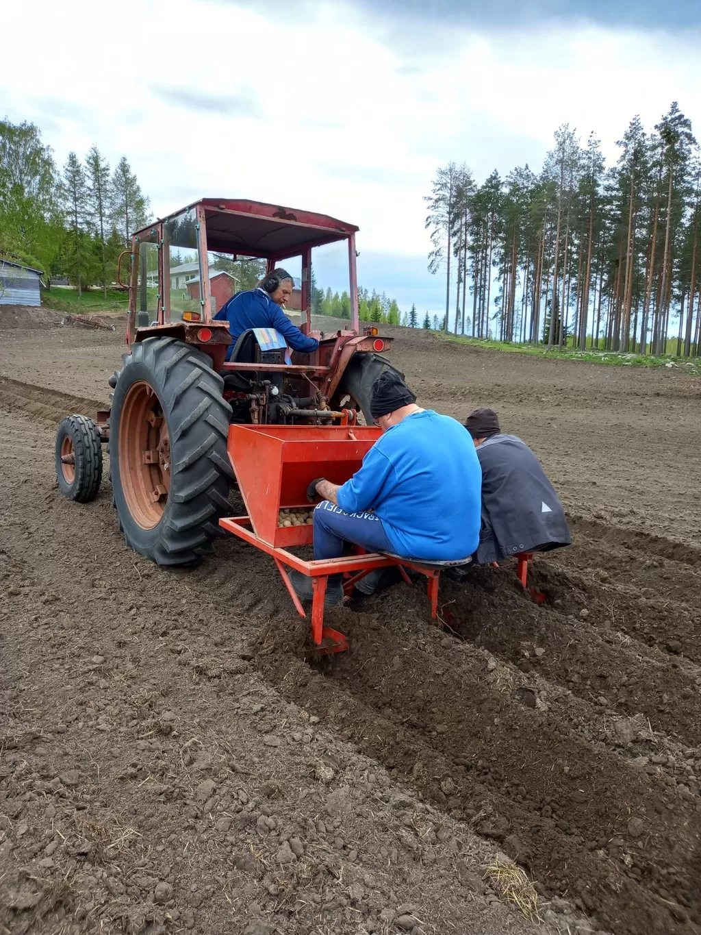 Kotitarveperunaa tuli yli oman tarpeen | Koti-Karjala